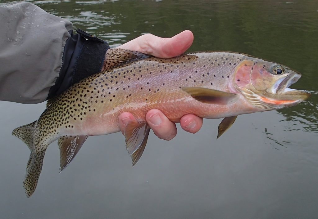 West Slope Cutthroat | TimHuckaby.com