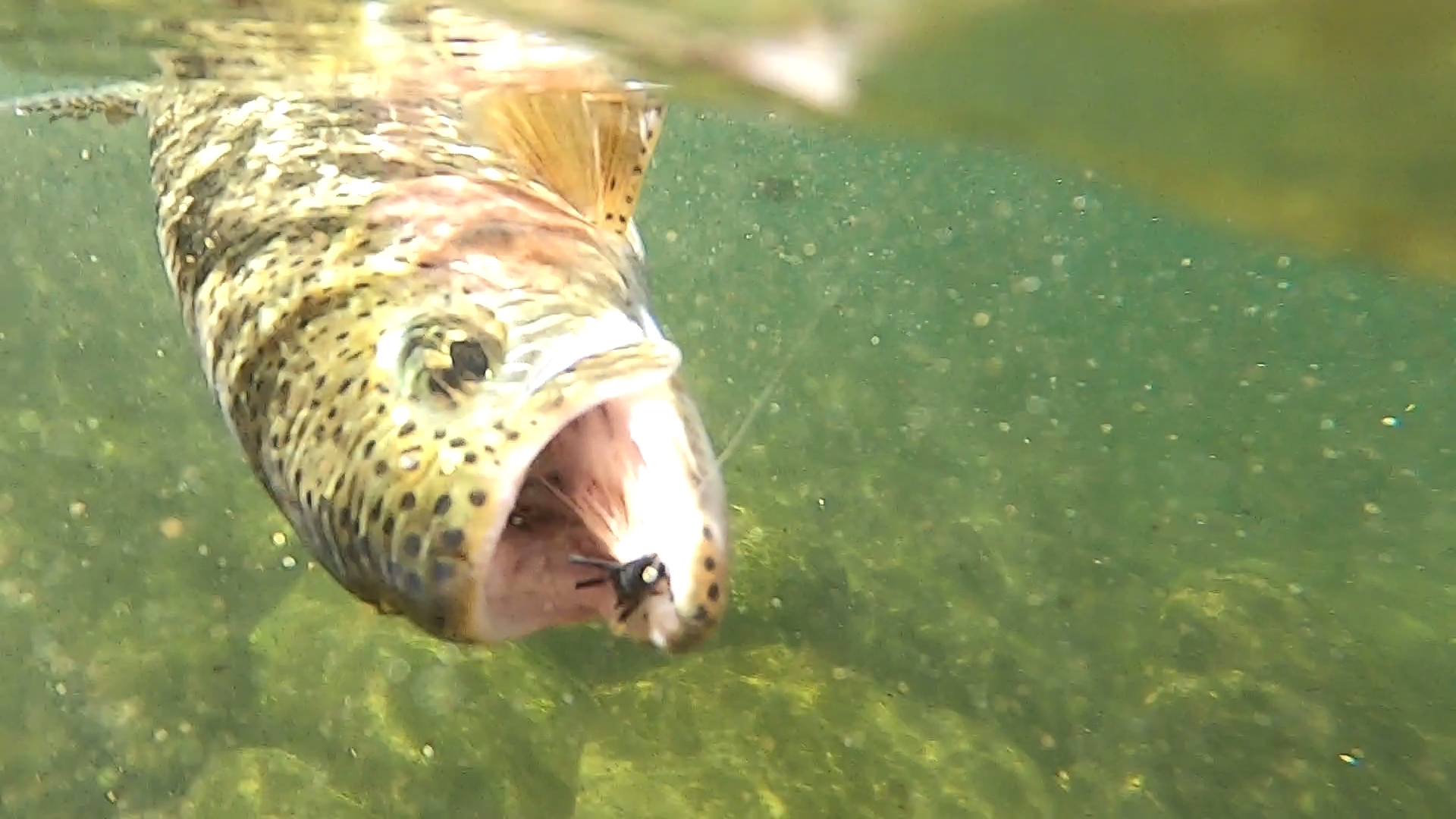 Little Kern River Golden Trout | TimHuckaby.com